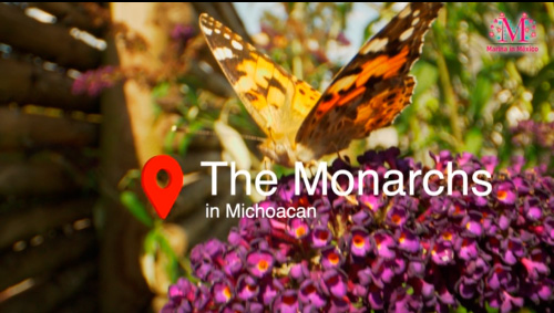 The Monarchs in Michoacán II – Marina in México